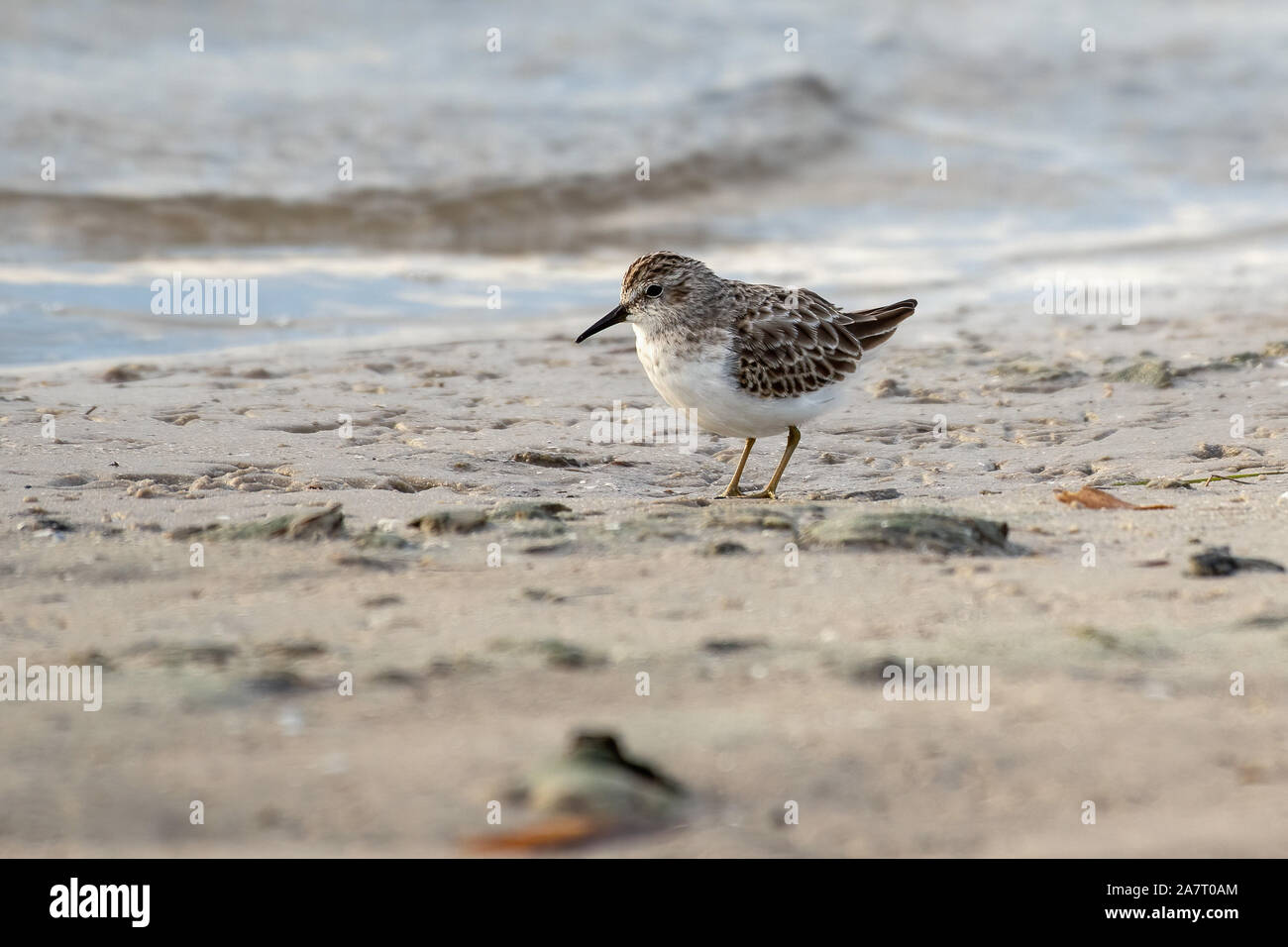 Sandpiper foraging on the beach - Florida Stock Photo - Alamy