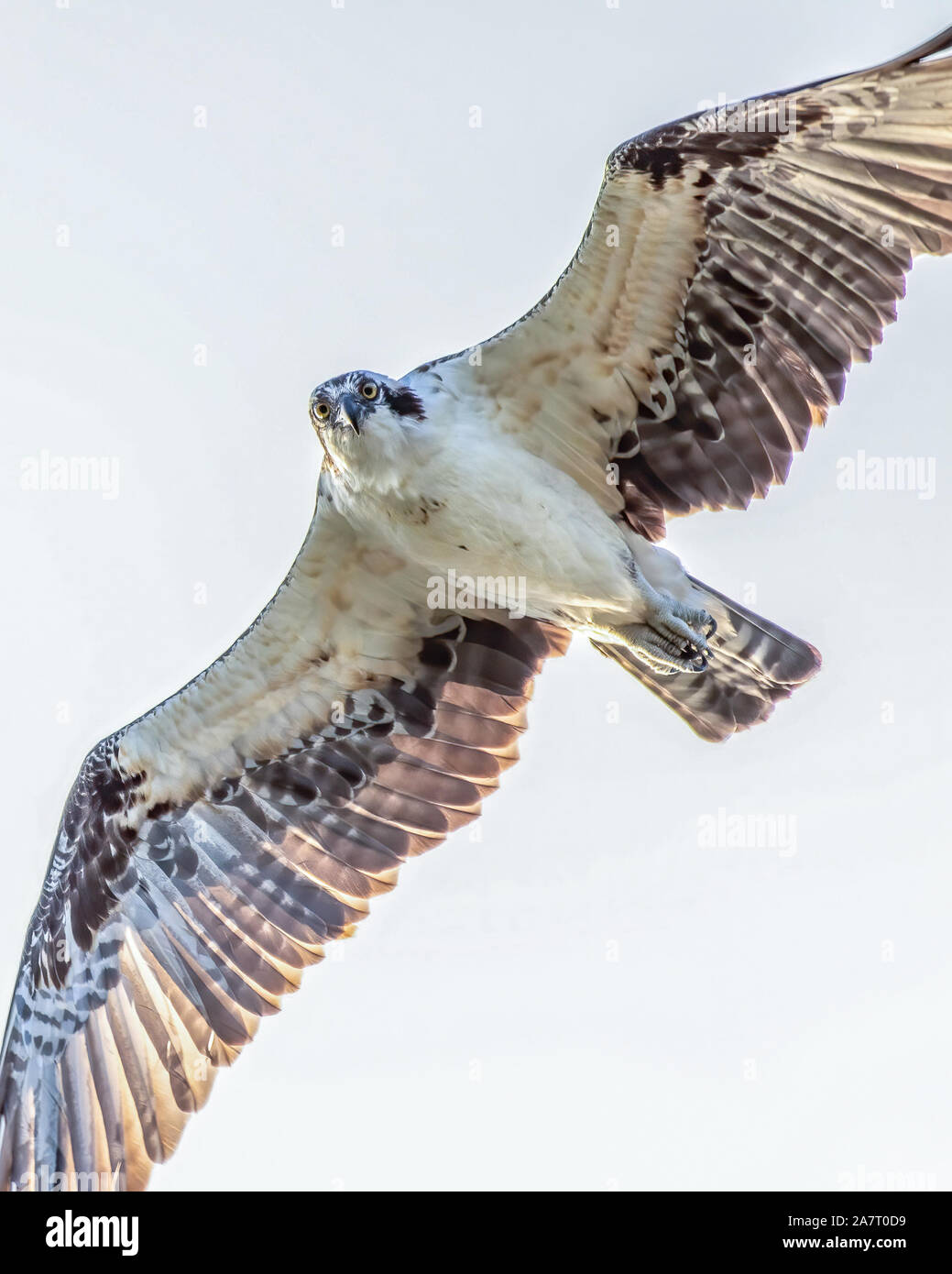 Osprey flying close over head Stock Photo - Alamy
