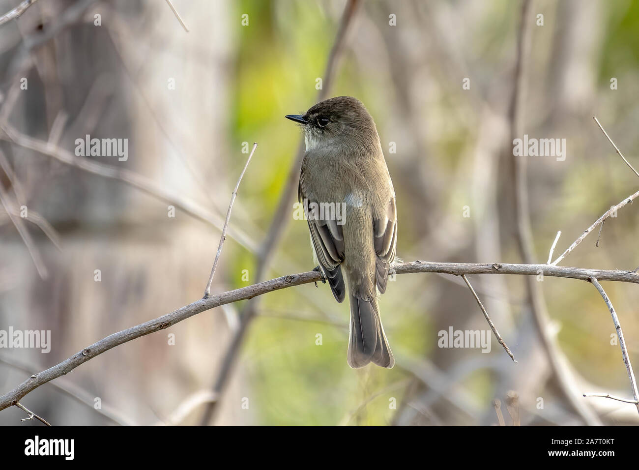 The phoebe bird hi-res stock photography and images - Alamy