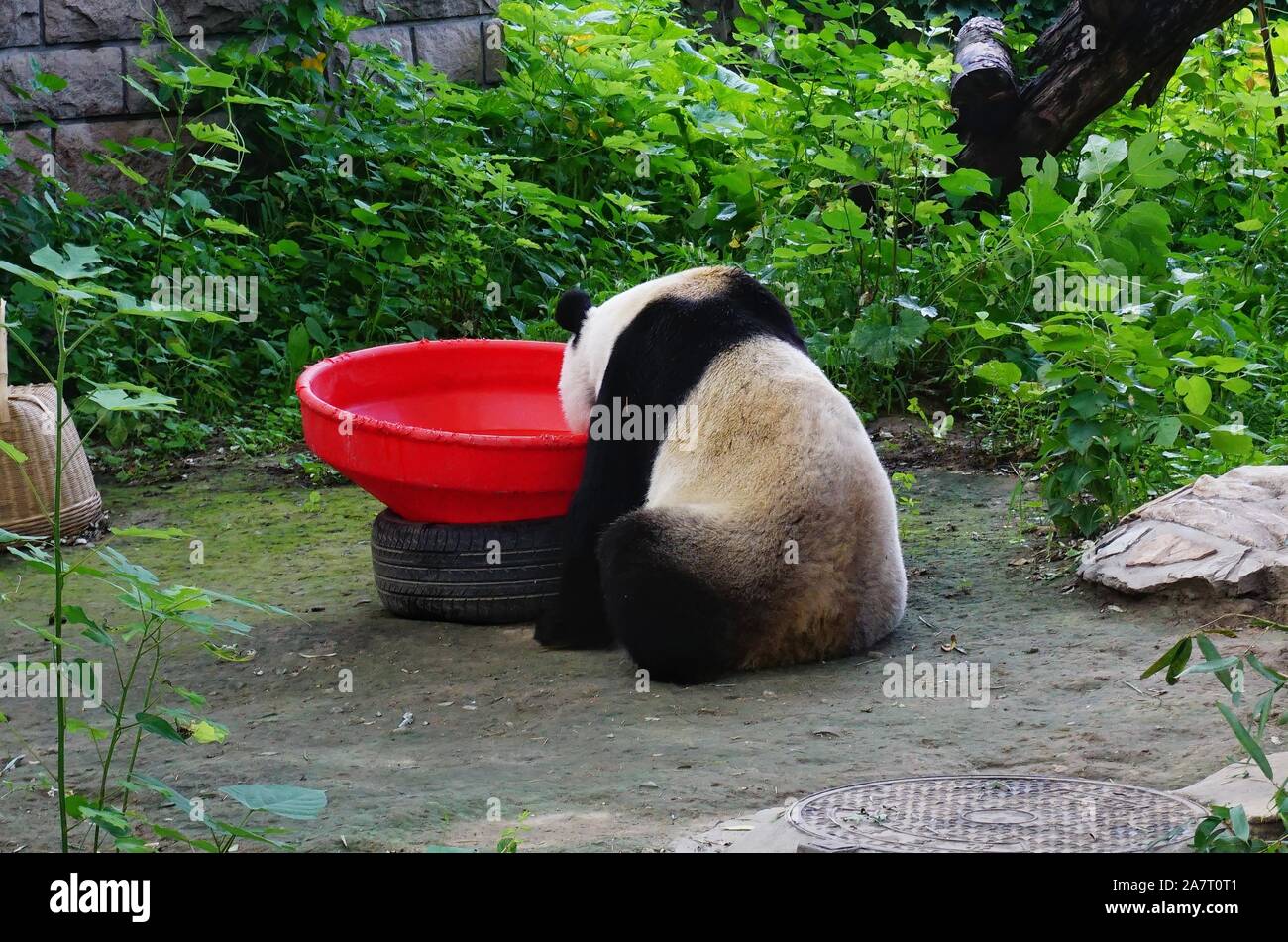 A giant panda washes its limbs in a pond to cool off at the Beijing zoo ...