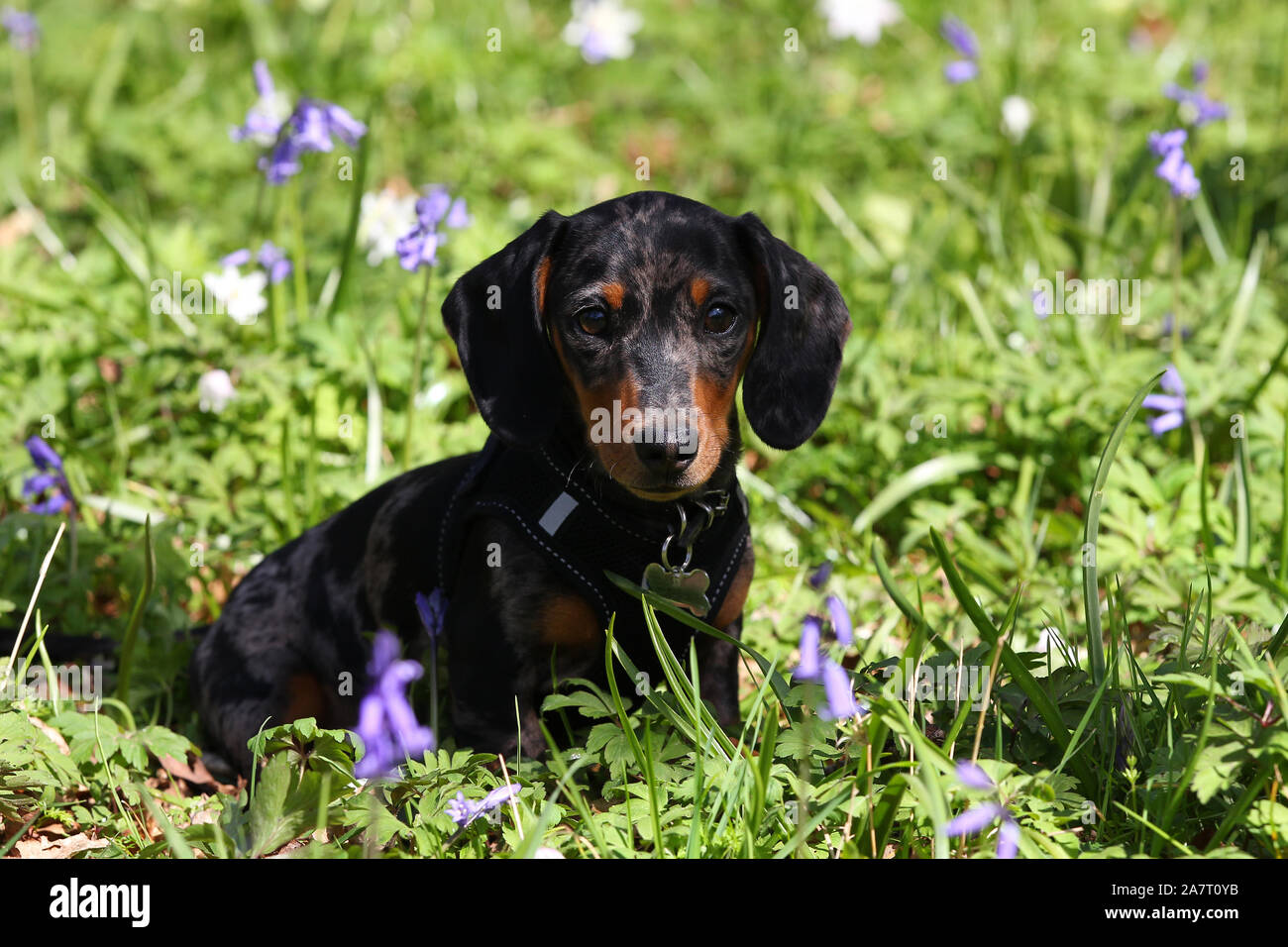 Short Haired Standard Dachshund High Resolution Stock Photography and ...