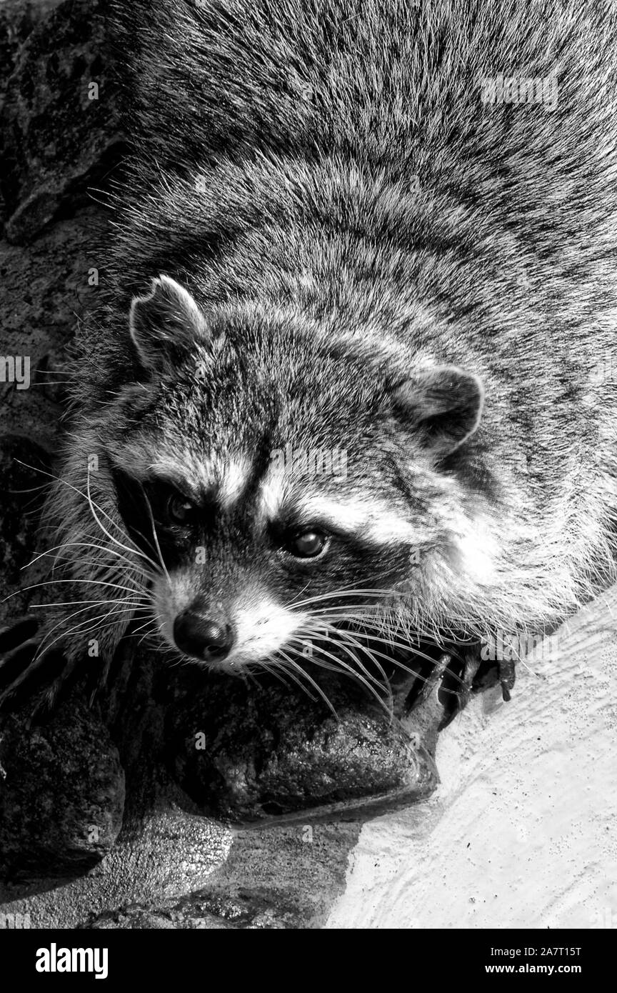 Photo raccoon, animals, Procyon, genus of carnivorous mammals, coon ...