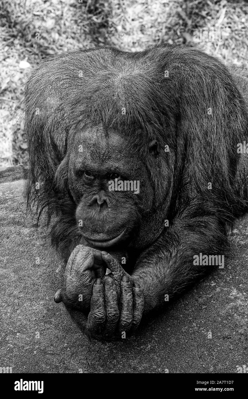 Pongo genus hi-res stock photography and images - Alamy