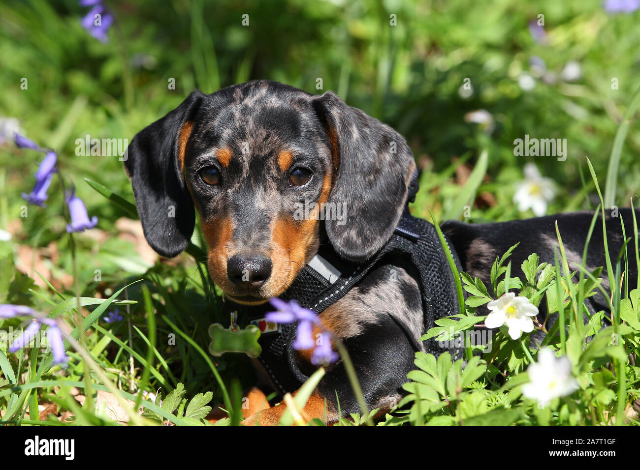 Standard Smooth Dachshund High Resolution Stock Photography and Images ...