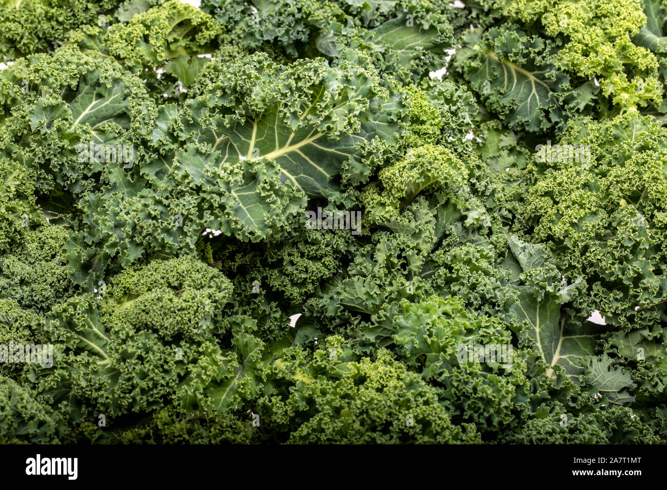 A healthy fresh curly kale Stock Photo - Alamy