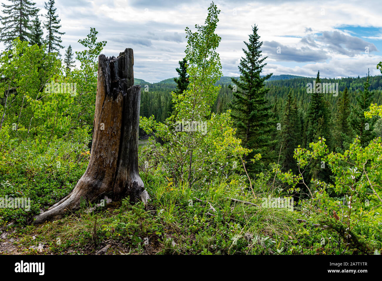 Large tree stump in front of a view of beautiful green trees, pine ...