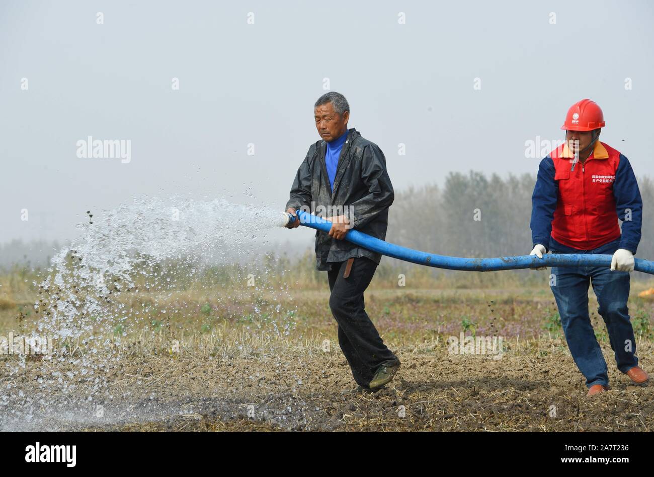 Chinese farmer and worekrs hose water to irrigate a wheat field during ...