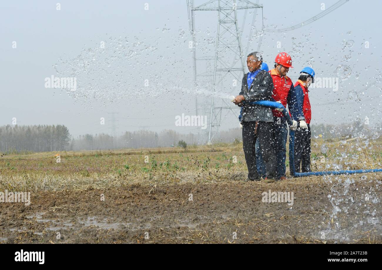 Chinese farmer and worekrs hose water to irrigate a wheat field during ...
