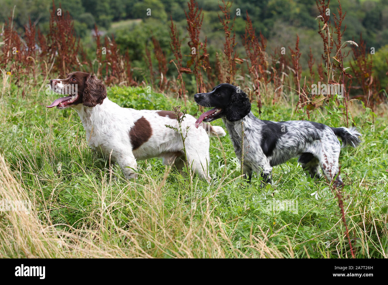 Working springer spaniel tail hi-res stock photography and images - Alamy