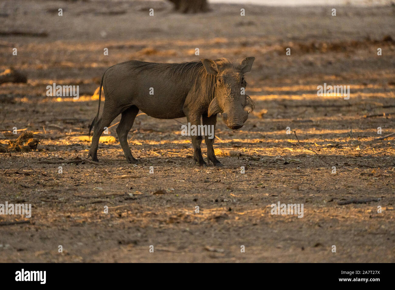 Warthog zambia wildlife hi-res stock photography and images - Alamy