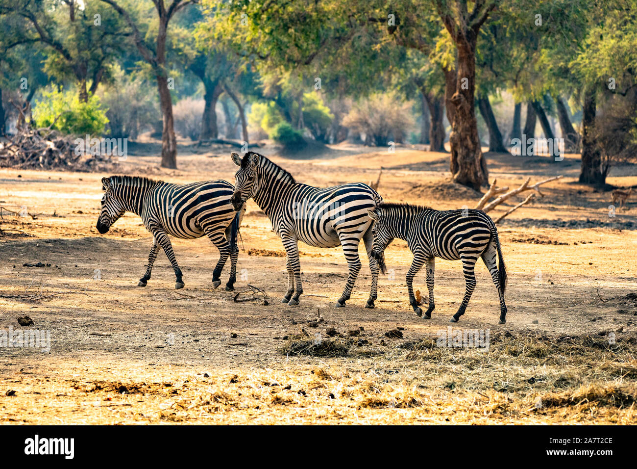 Plains zebra - common zebra -Equus quagga Stock Photo - Alamy