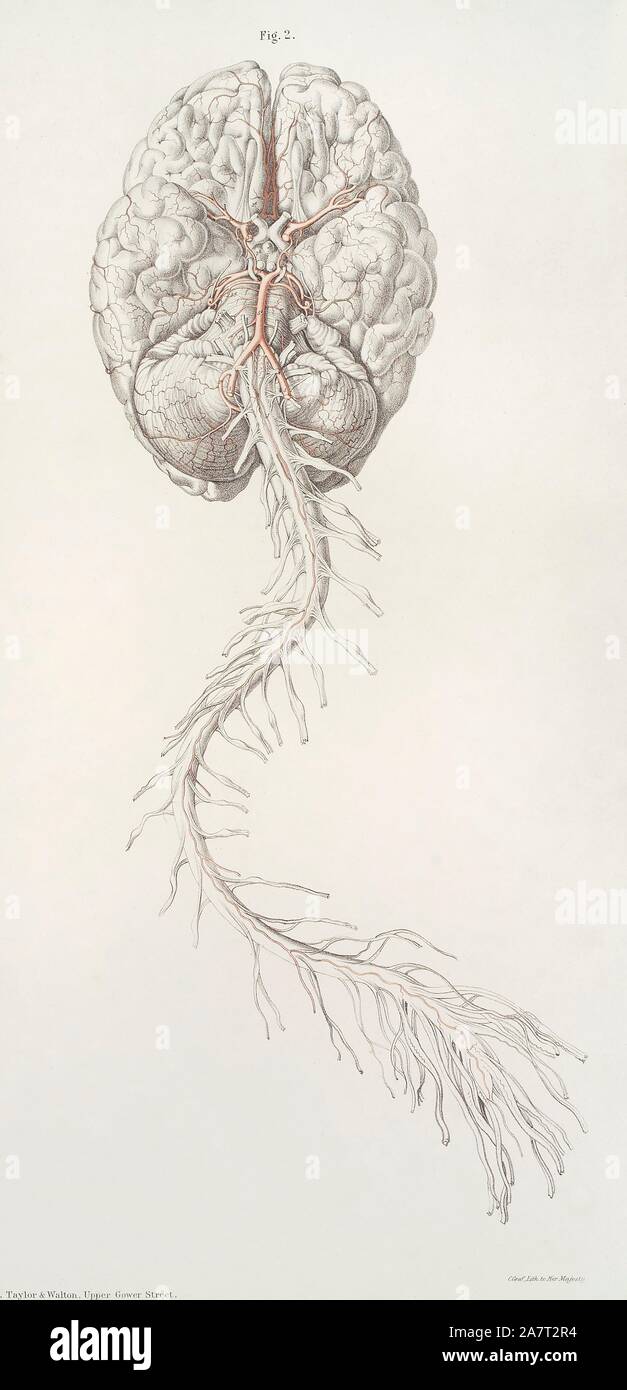 Arteries of brain base hi-res stock photography and images - Alamy