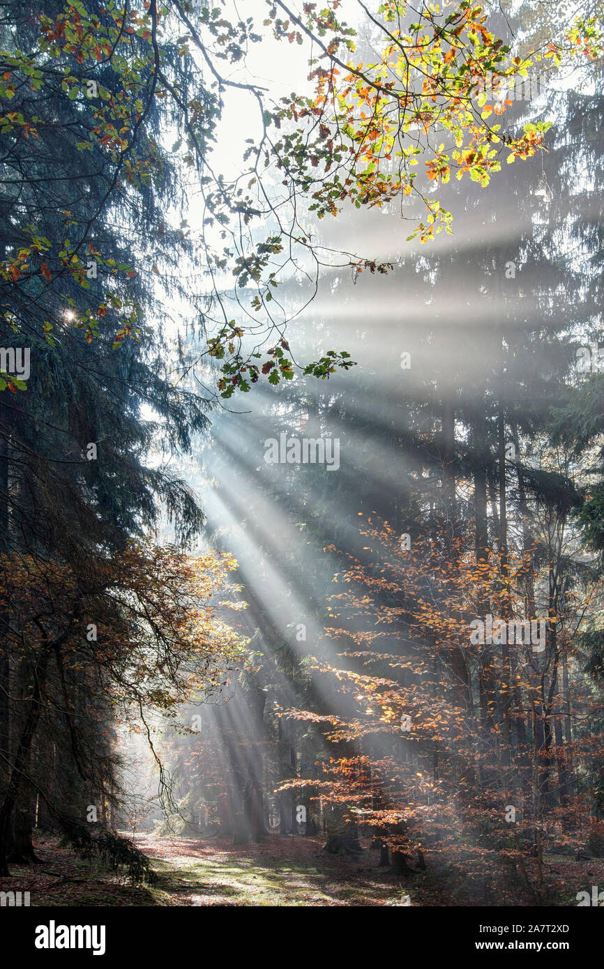 God beams - sun rays n the early morning forest Stock Photo - Alamy