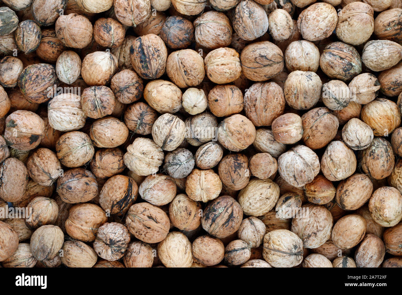 English nutshell hi-res stock photography and images - Alamy