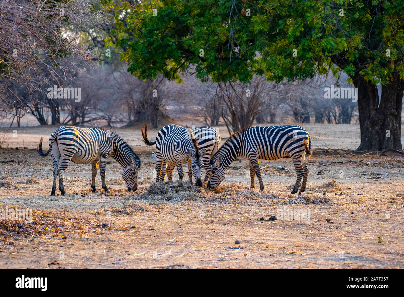 Plains zebra - common zebra -Equus quagga Stock Photo - Alamy