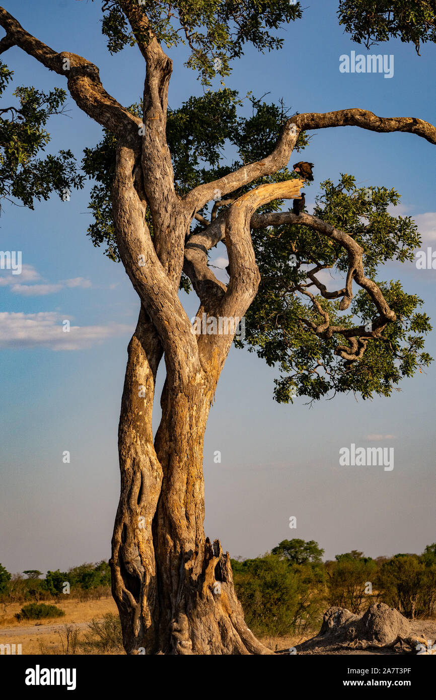 The magnificent tree hi-res stock photography and images - Alamy