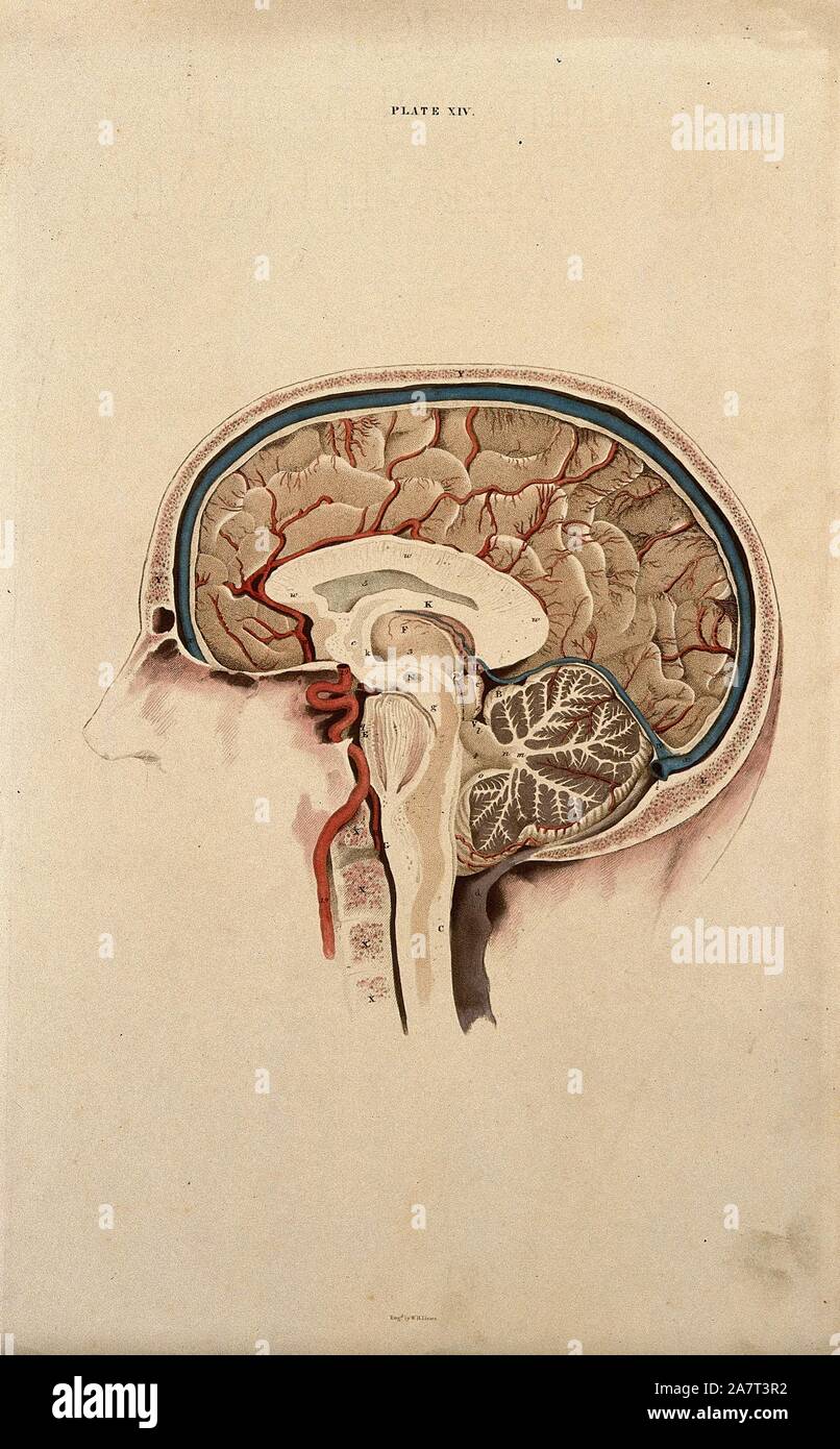 Lateral section hi-res stock photography and images - Alamy