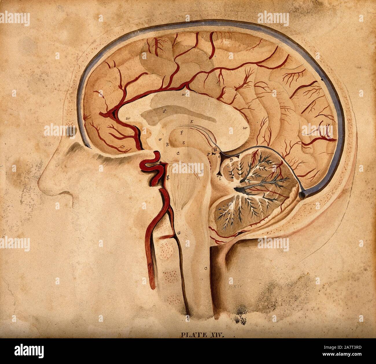 Lateral section hi-res stock photography and images - Alamy