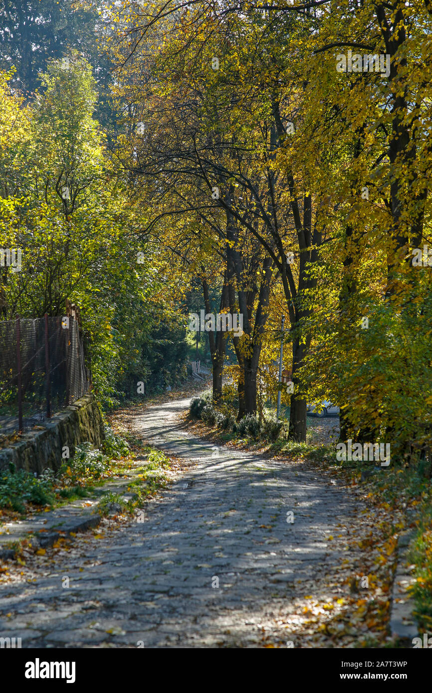Park leaves winding road hi-res stock photography and images - Alamy