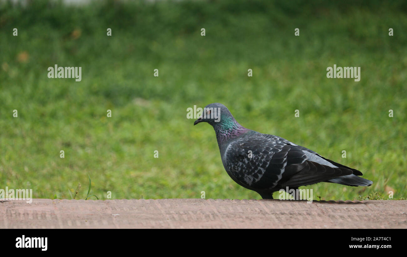 A pigeon roaming around in search of food like worms, insects in a open ...