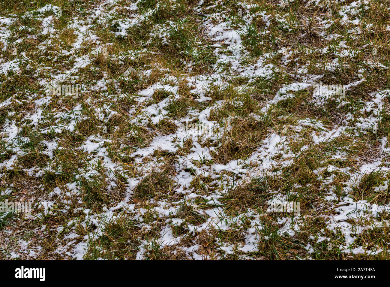 first snow laying over green grass and autumnal leaves in perspective ...