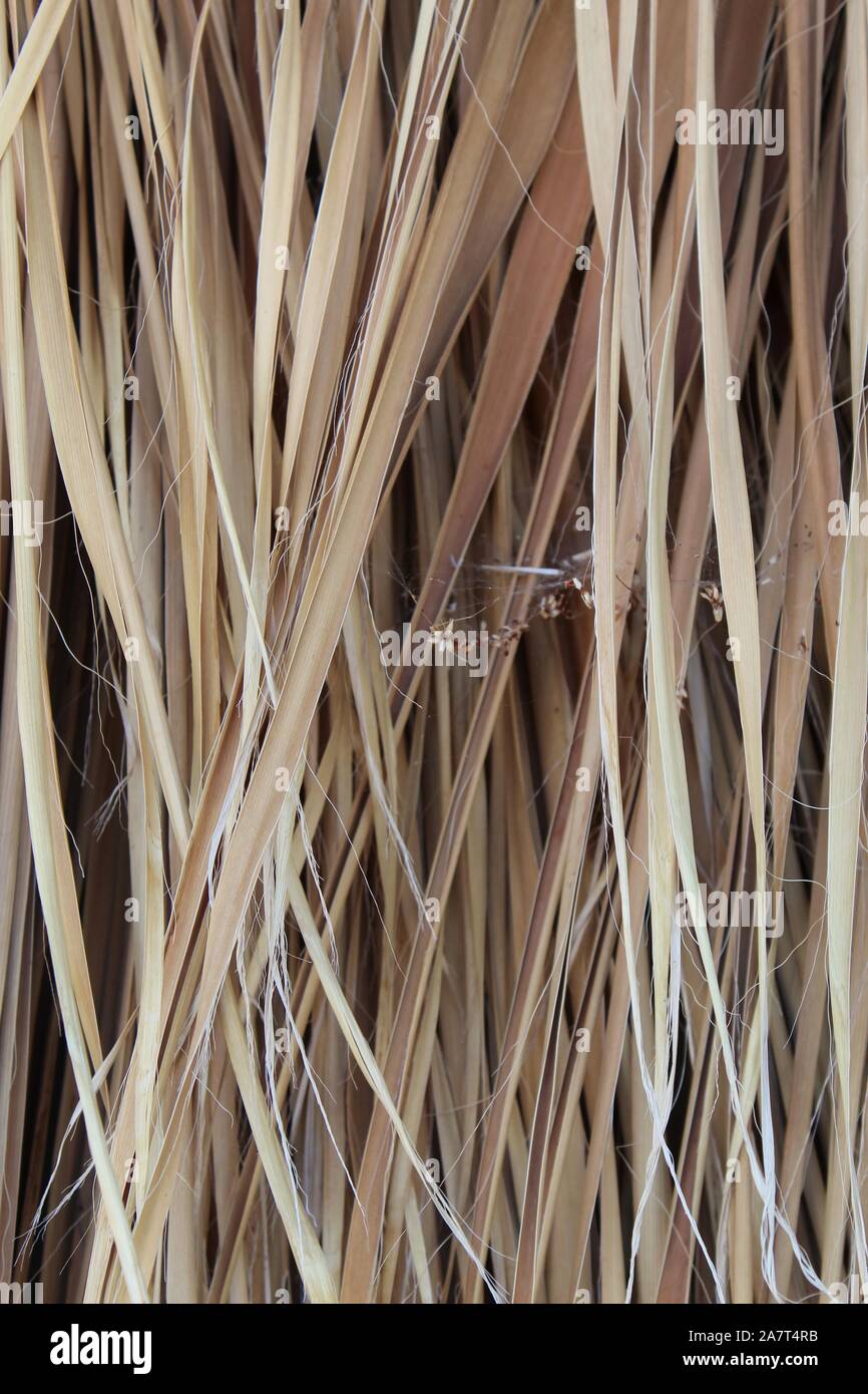 Marcescence is the term for dead plant material which remains attached ...