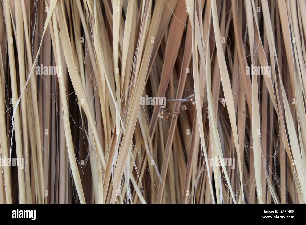 Dead tree in the mojave desert in california hi-res stock photography ...