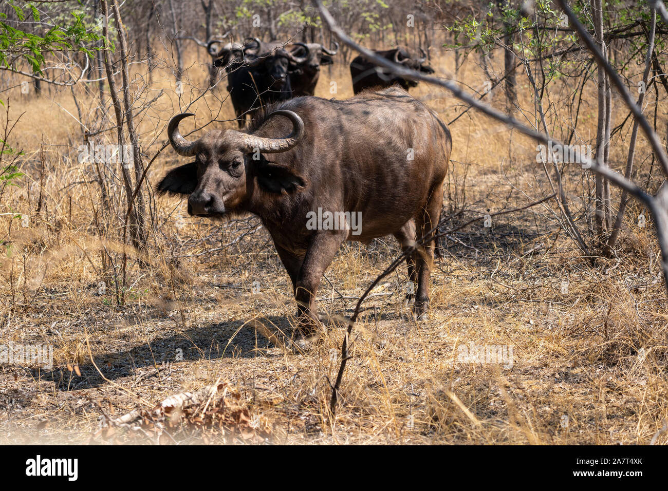 Buffalo tourism hi-res stock photography and images - Alamy