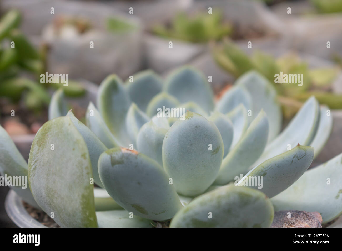 Beautiful short leaf plants great for room decoration Stock Photo - Alamy