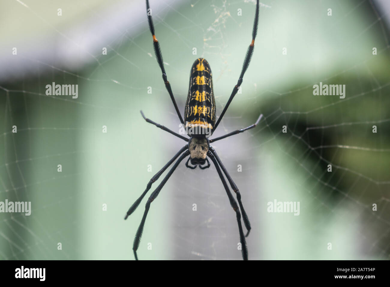 Closeup picture of a big sized spider with its net, hanging from its ...