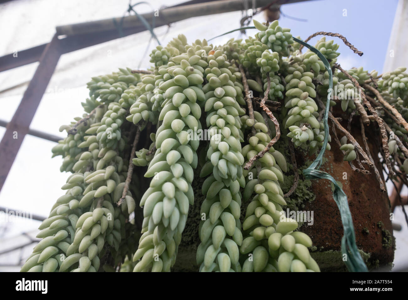 Beautiful short hi-res stock photography and images - Alamy