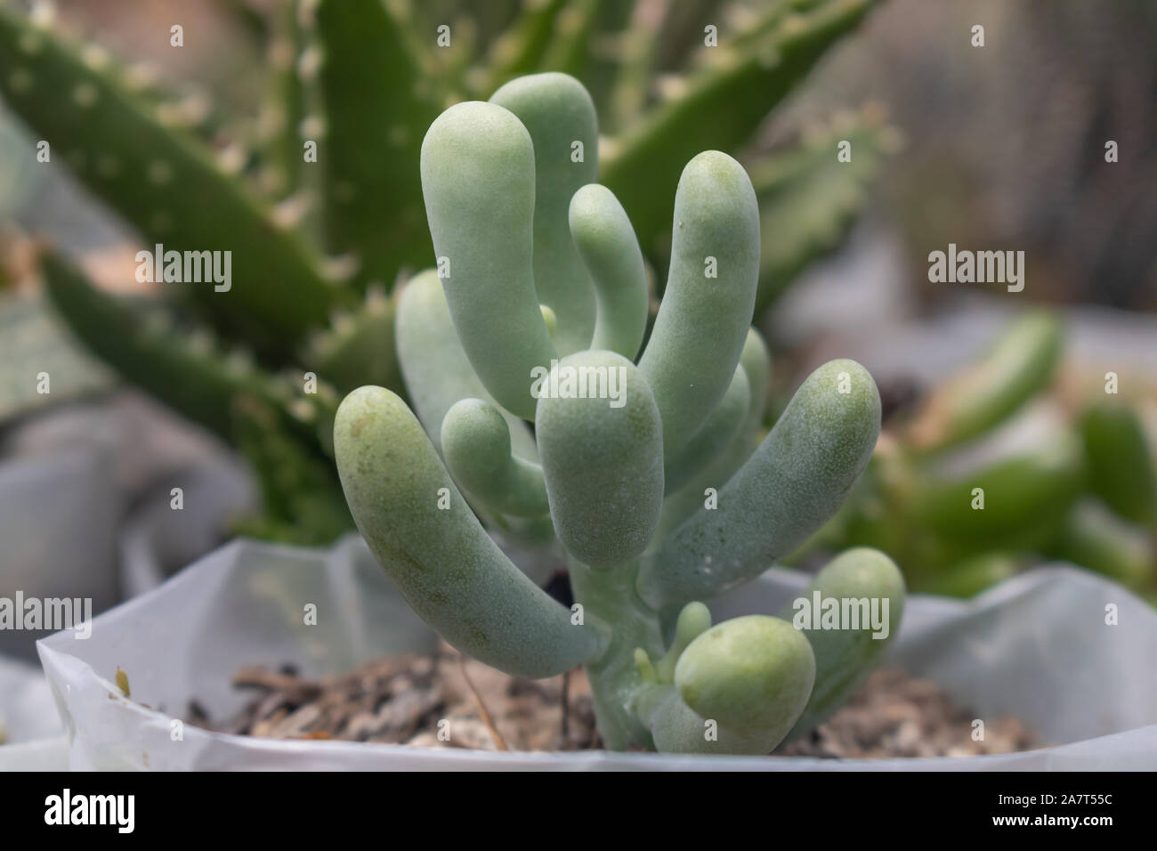 Beautiful short leaf plants great for room decoration Stock Photo - Alamy