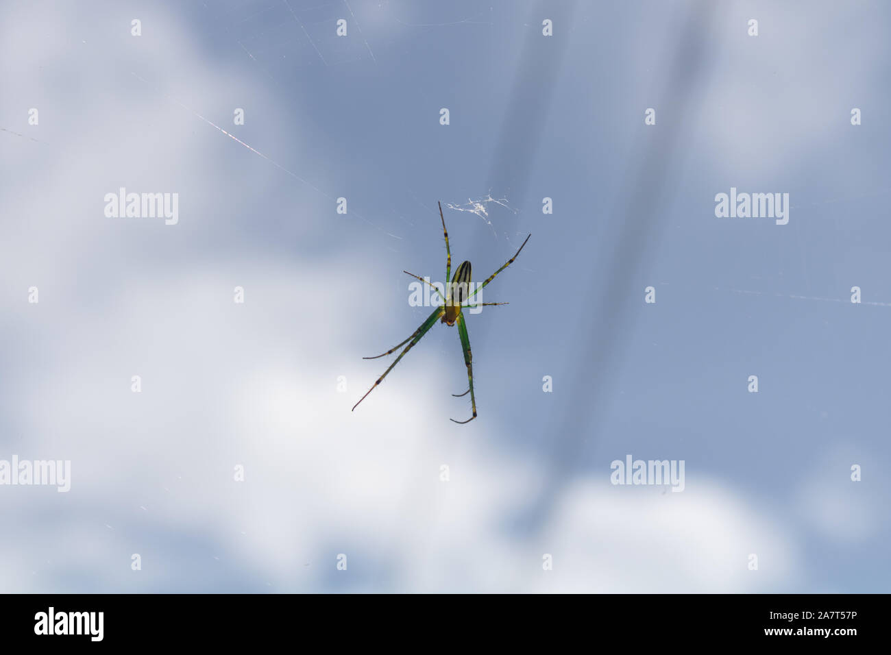 Closeup picture of a medium sized spider with its net, hanging from its ...