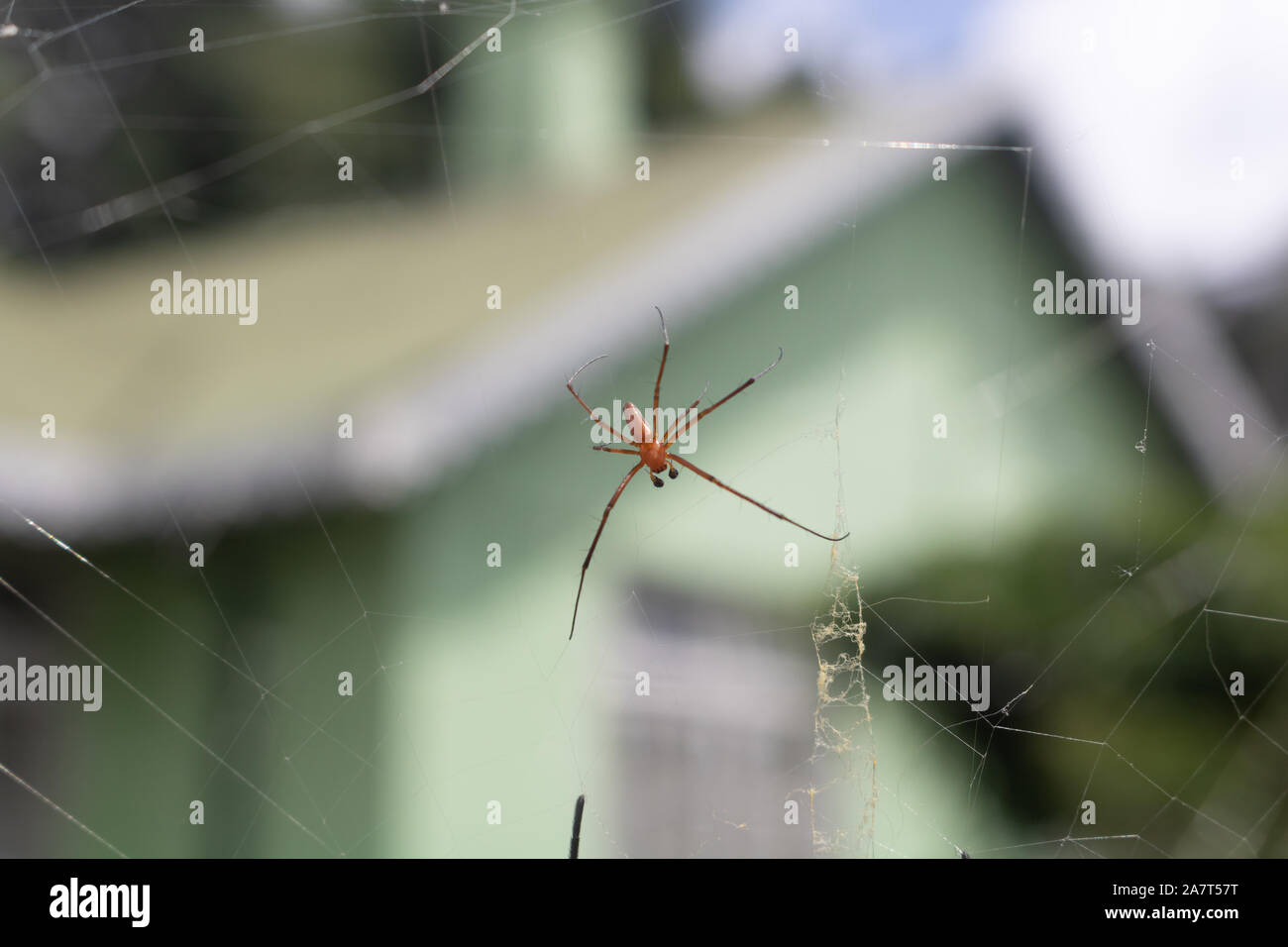 Closeup picture of a small sized spider with its net, hanging from its ...