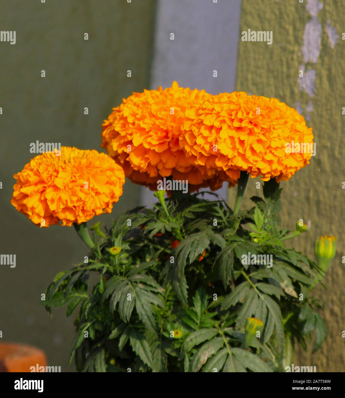 Marigold flower abstract background hi-res stock photography and images ...