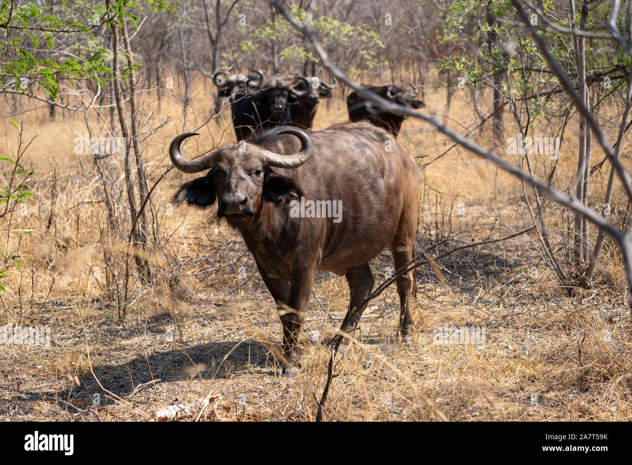 Buffalo tourism hi-res stock photography and images - Alamy