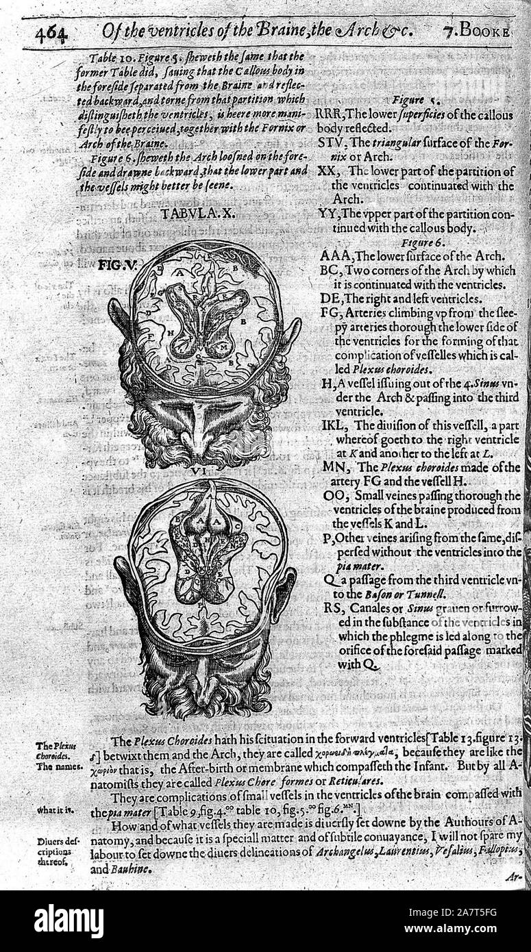 Cross section of human brain Black and White Stock Photos & Images - Alamy