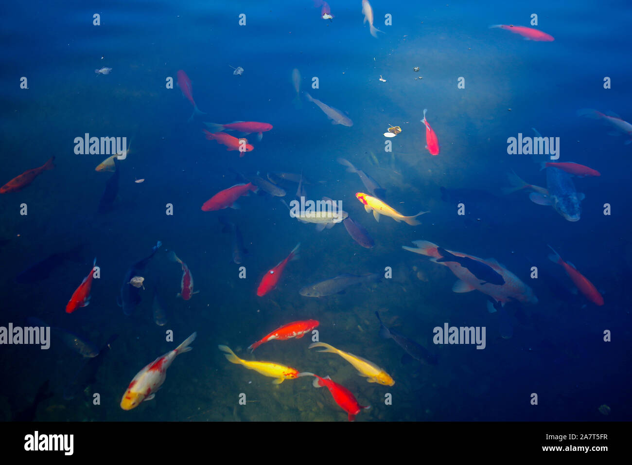 shoal of colorful koi carp fish Stock Photo - Alamy