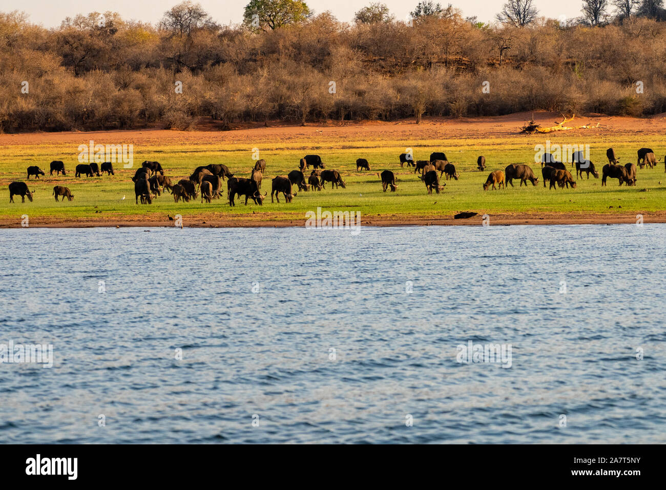 Buffalo tourism hi-res stock photography and images - Alamy