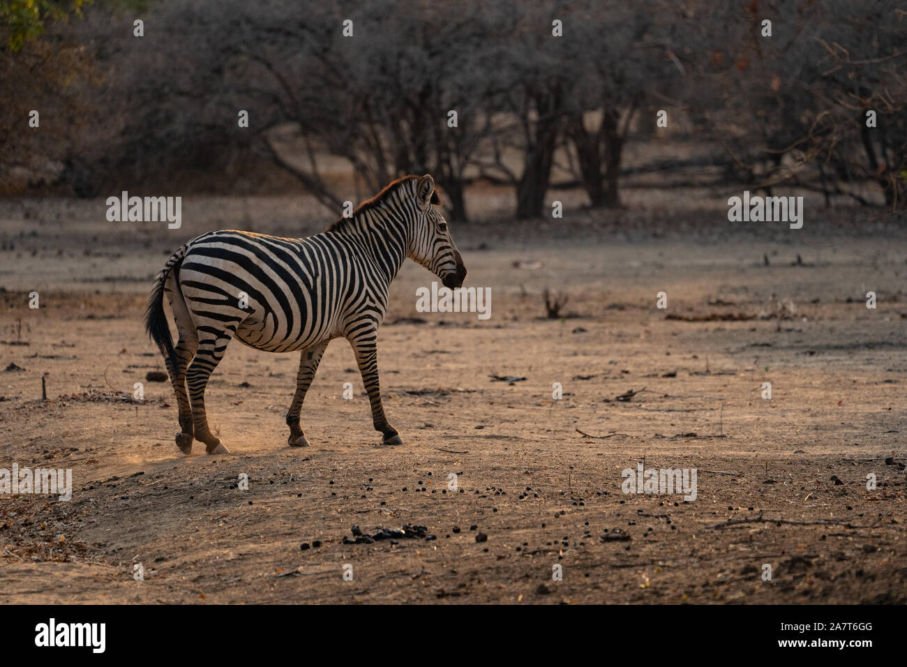 Plains zebra - common zebra -Equus quagga Stock Photo - Alamy