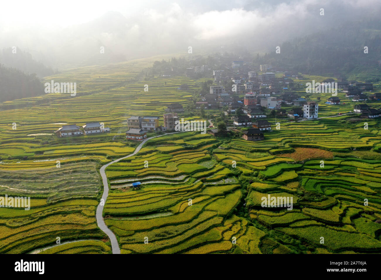 Aerial view of the hybrid rice field and houses in Congjiang county ...