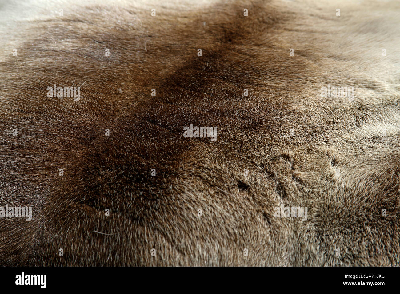Fuzz hairs hi-res stock photography and images - Alamy