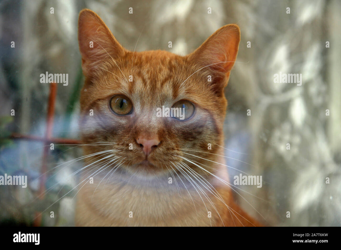 Domestic cat sun behind hi-res stock photography and images - Alamy
