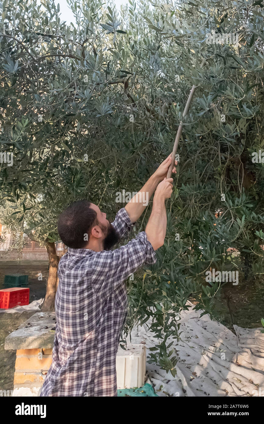 VENICE, ITALY - OCTOBER 23: The Cappuccini Friars collects olives in ...