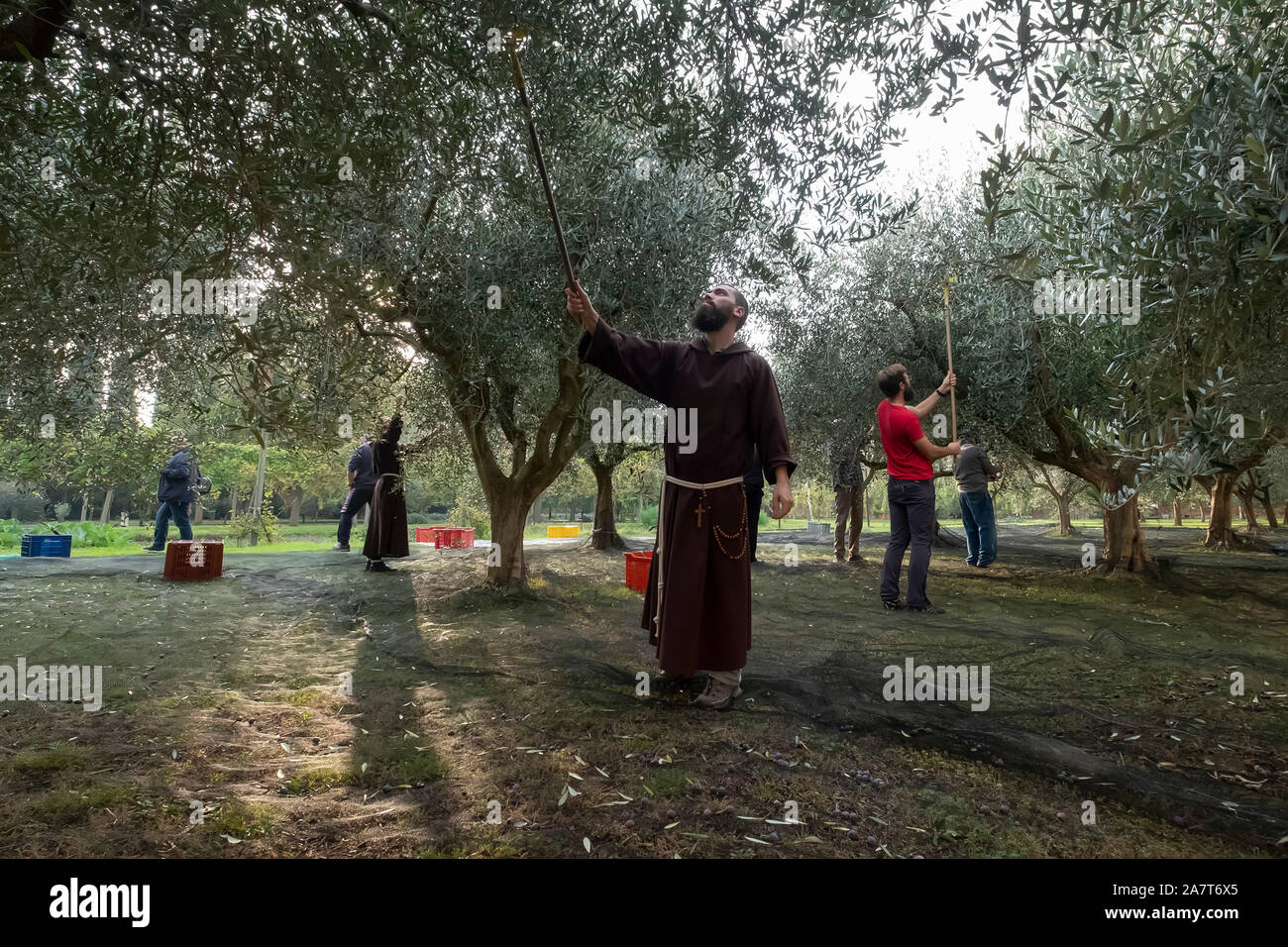 VENICE, ITALY - OCTOBER 23: The Cappuccini Friars collects olives in ...