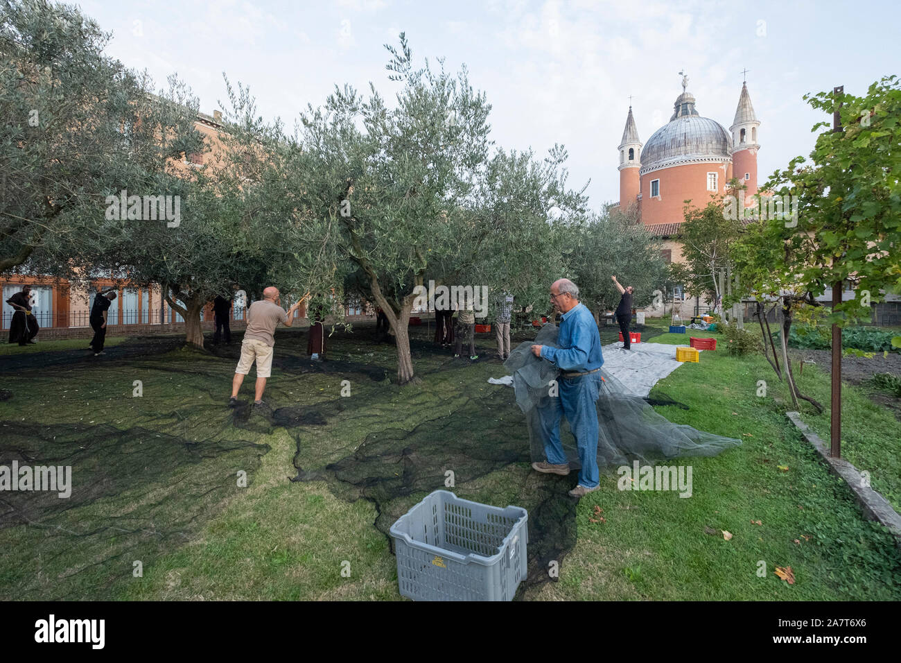 VENICE, ITALY - OCTOBER 23: The Cappuccini Friars collects olives in ...