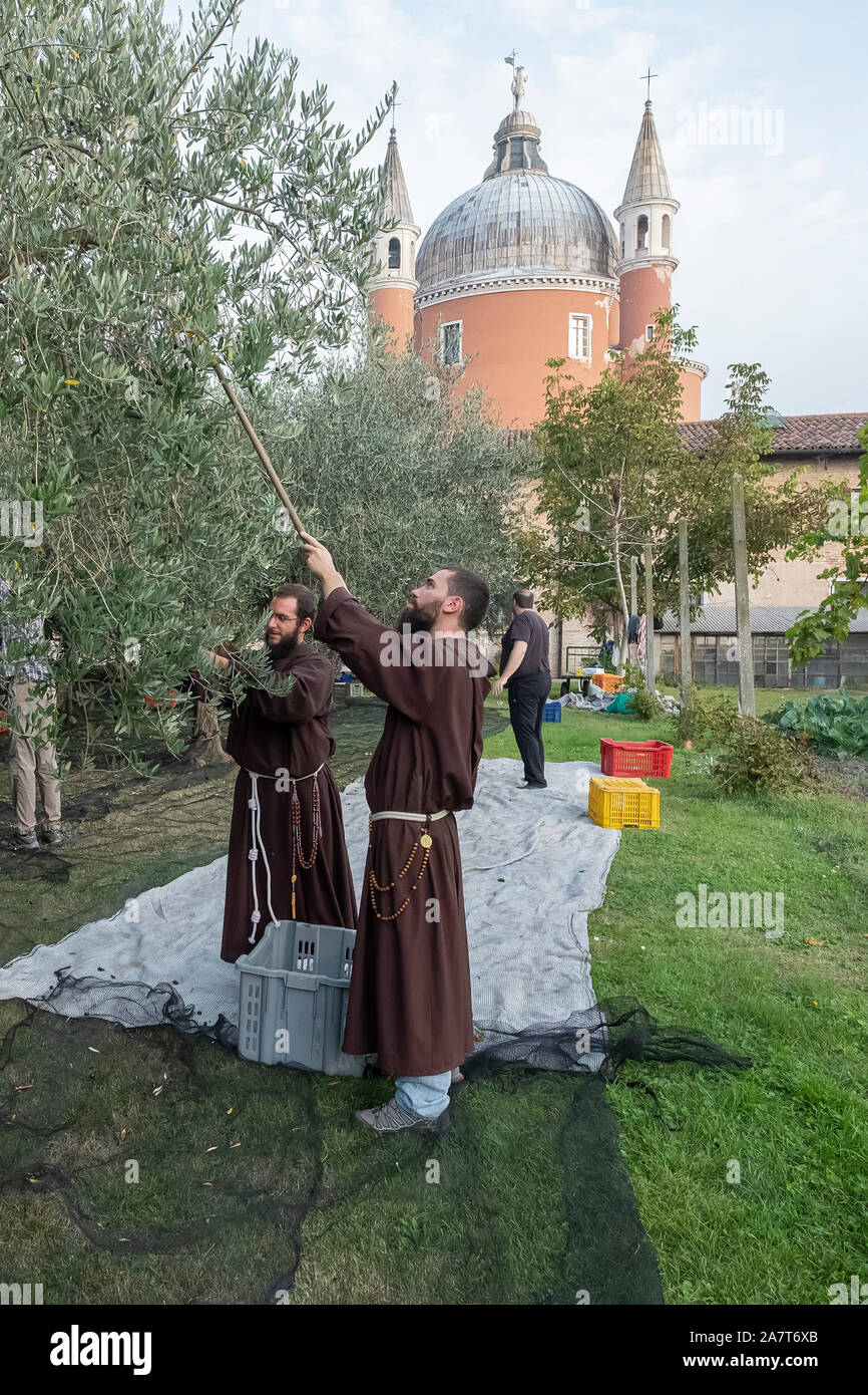 VENICE, ITALY - OCTOBER 23: The Cappuccini Friars collects olives in ...