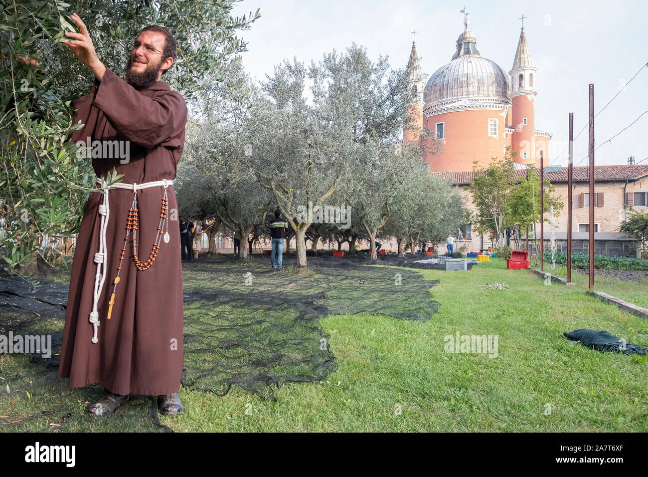 VENICE, ITALY - OCTOBER 23: The Cappuccini Friars collects olives in ...