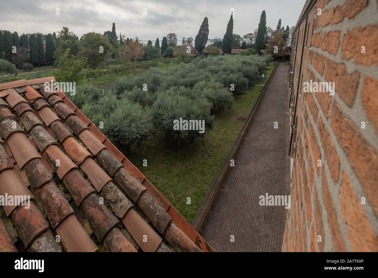 VENICE, ITALY - OCTOBER 23: The Cappuccini Friars collects olives in ...