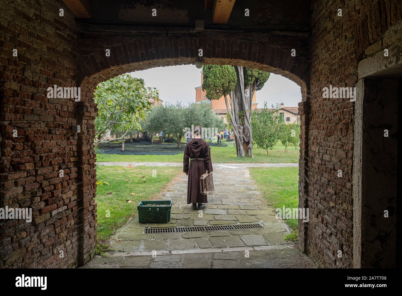 VENICE, ITALY - OCTOBER 23: The Cappuccini Friars collects olives in ...